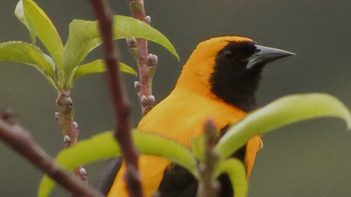 La observación de aves ‘vuela alto’, en Norte de Santander