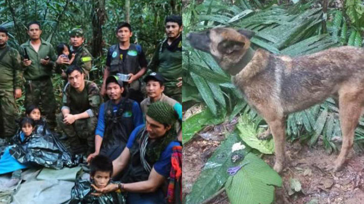 ¿Y Wilson? No han encontrado al perro rescatista que ayudó a buscar en ...