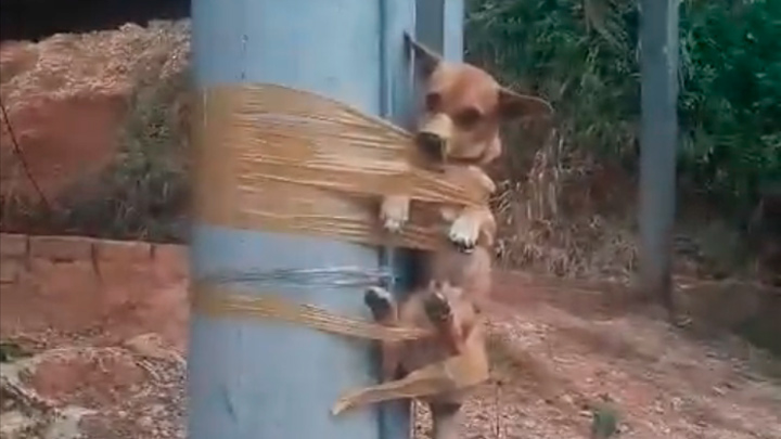 Indignante: perro fue amarrado a un poste porque defeca en el andén de ...