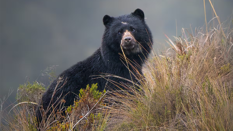El curioso video que muestra cómo vive un oso andino en Virolín, Santander