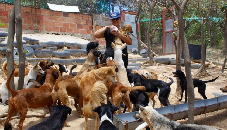 Ángeles Guardianes: el refugio que les cambió la vida a 110 animales